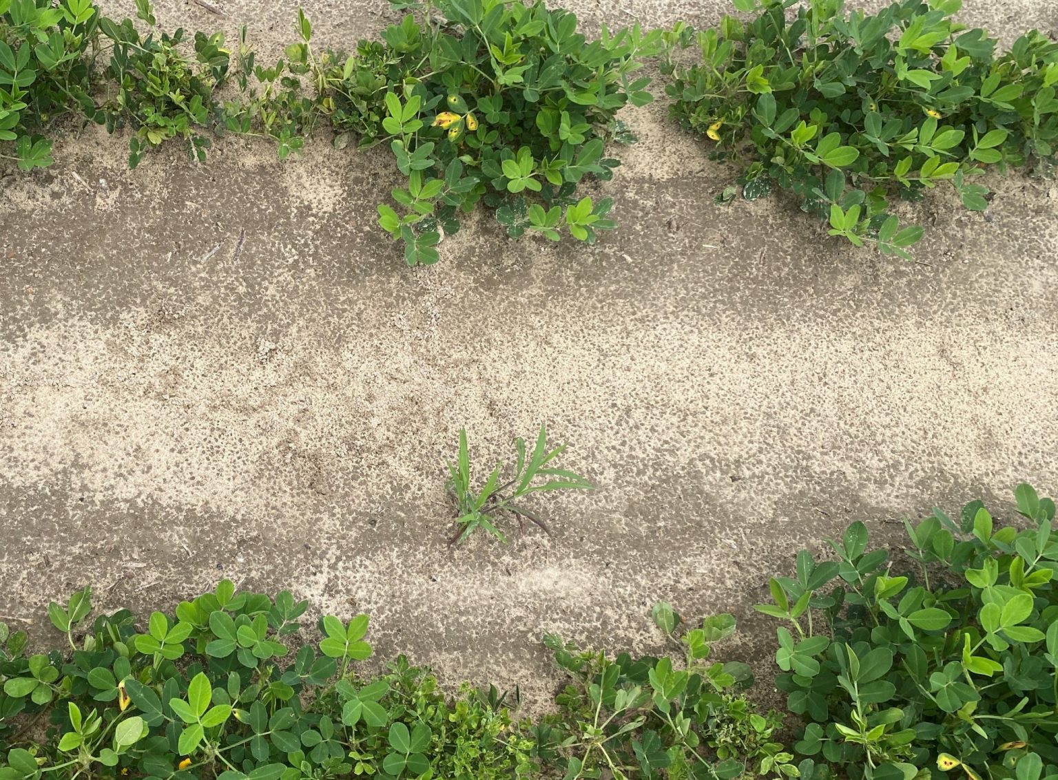 Tomato Spotted Wilt Virus on Peanuts - Alabama Cooperative Extension System