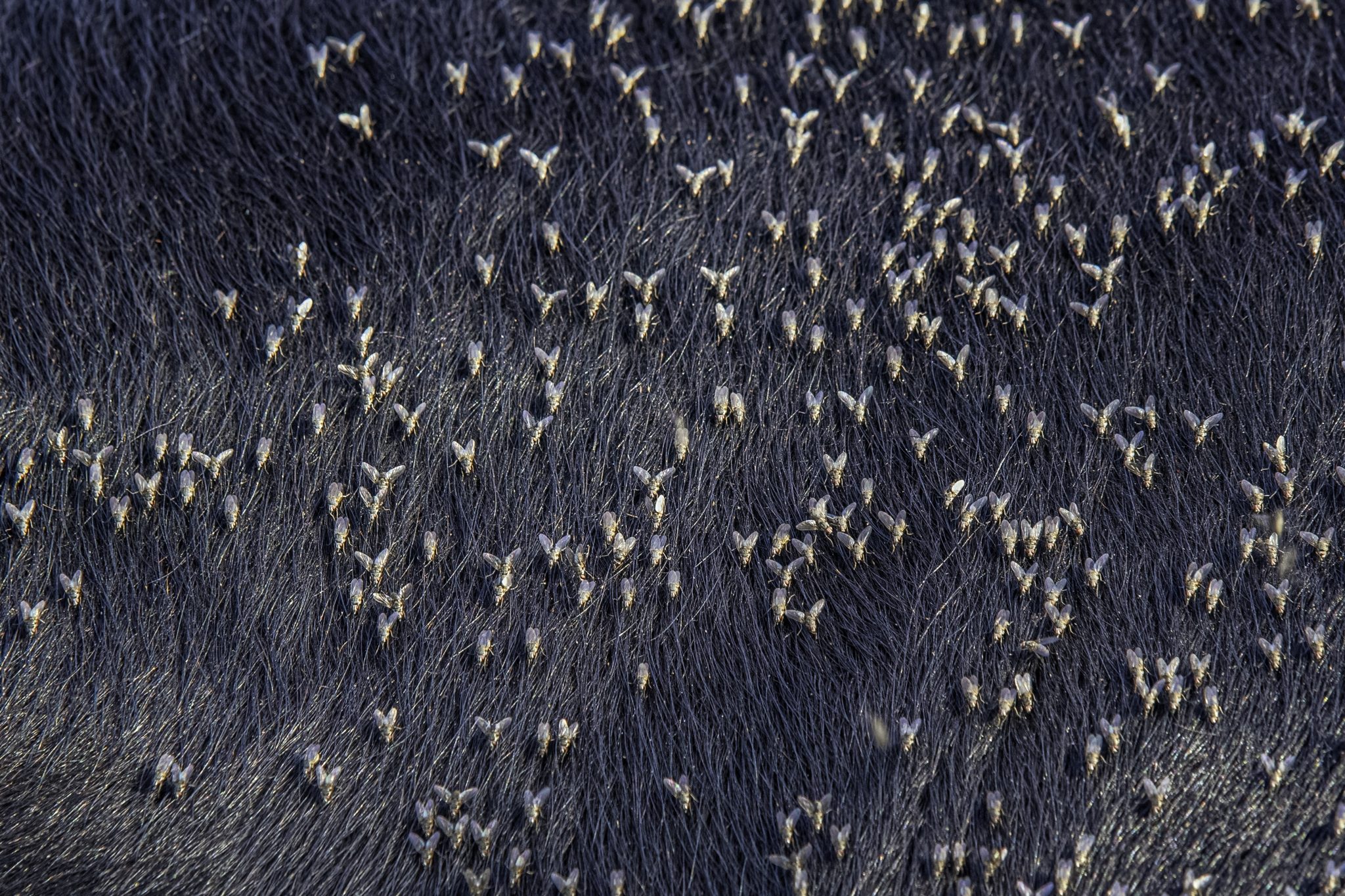 Managing External Parasites of Beef Cattle in the Southeast - Beef Web