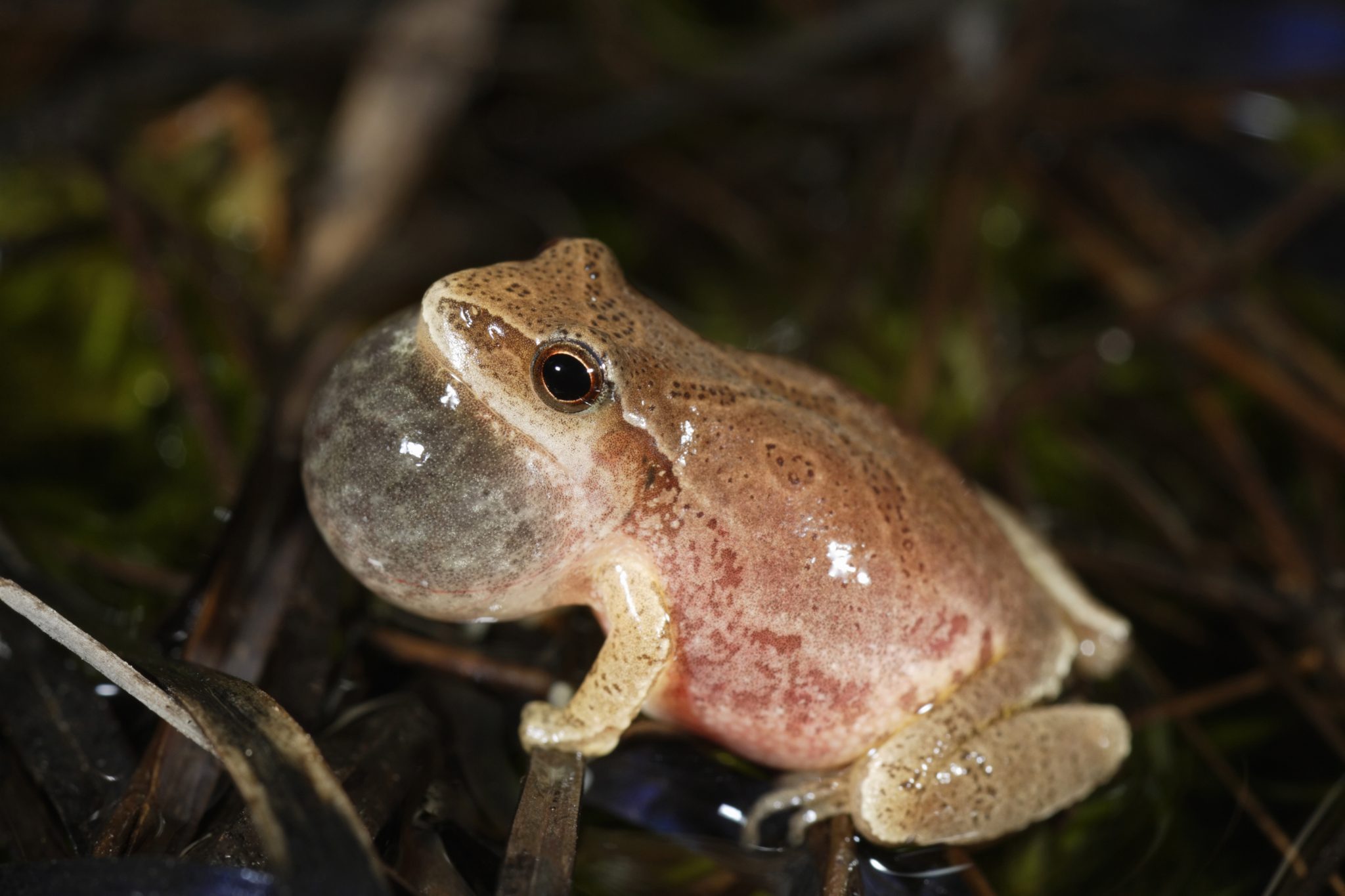 Their Blood Runs Cold: Alabama’s Amphibians in Winter - Alabama ...