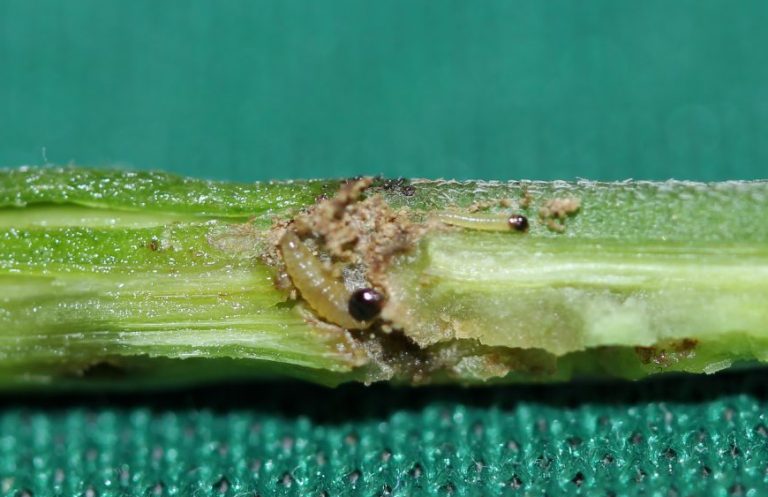 Insect and Mite Pests of Outdoor Hemp in Alabama - Alabama Cooperative ...