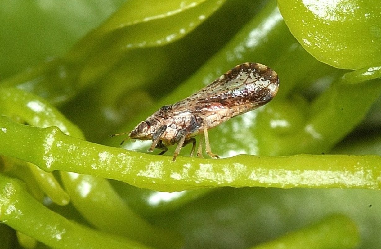 Citrus Tree Care for the Home Gardener - Alabama Cooperative Extension ...