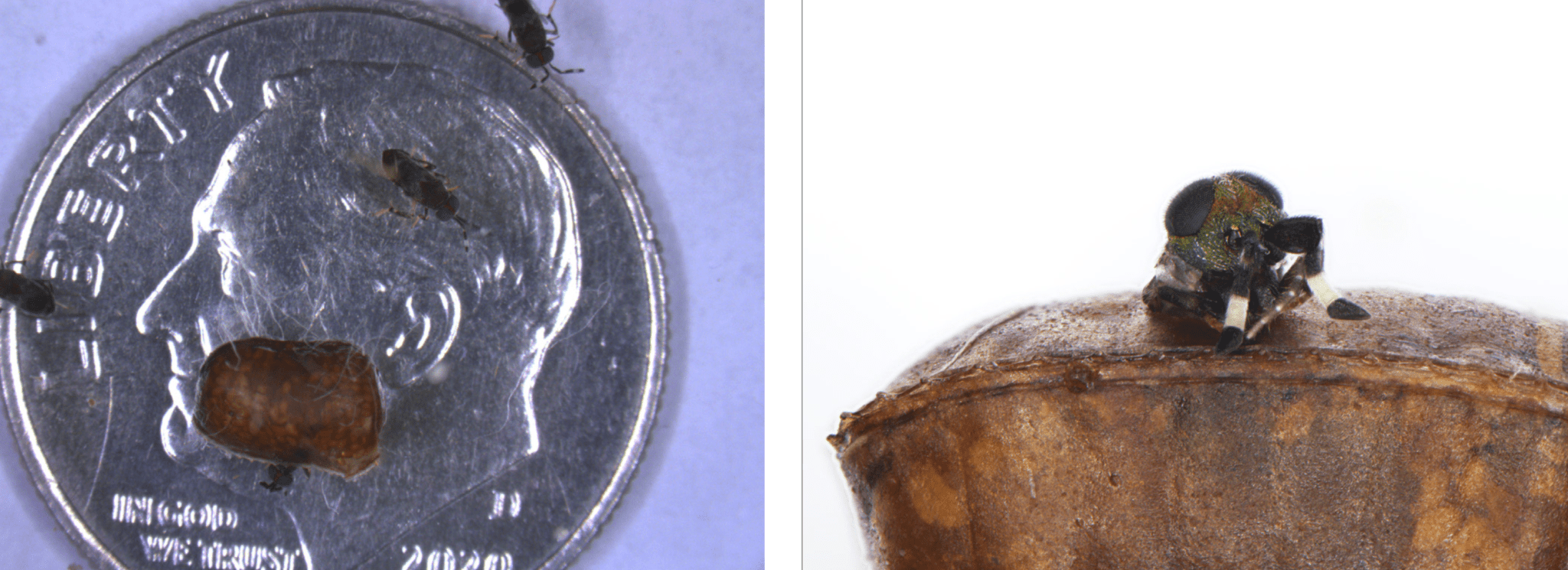 Cockroach Biocontrol: Parasitoids and Parasites - Alabama Cooperative ...