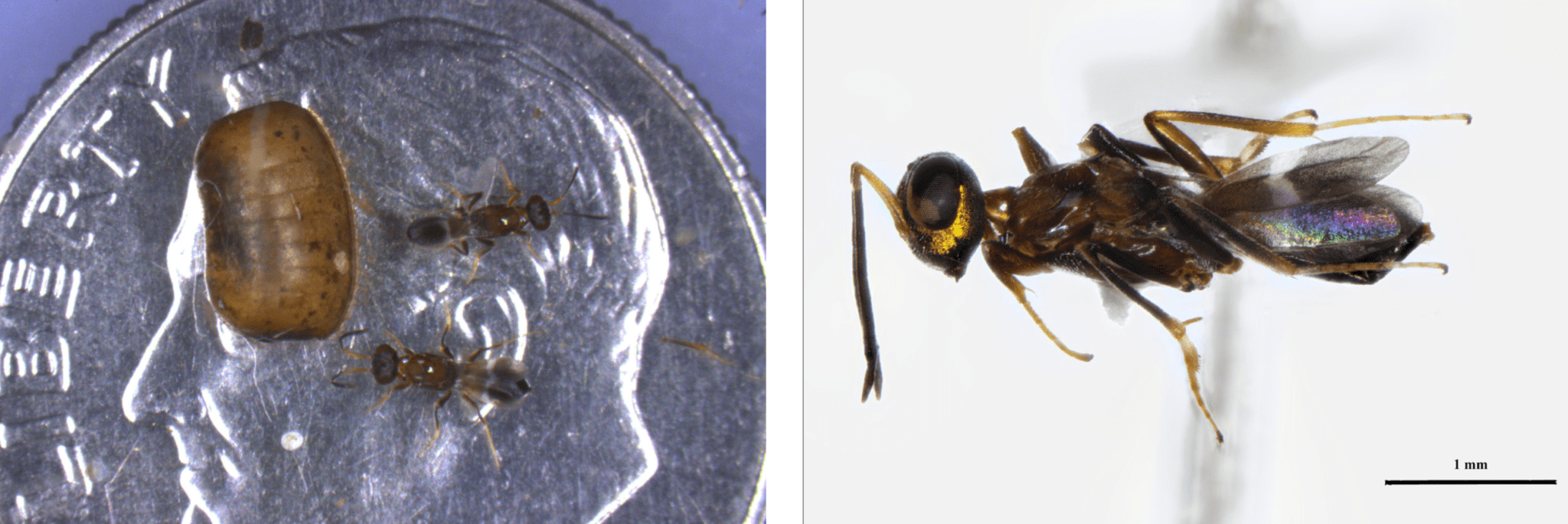 Cockroach Biocontrol: Parasitoids and Parasites - Alabama Cooperative ...