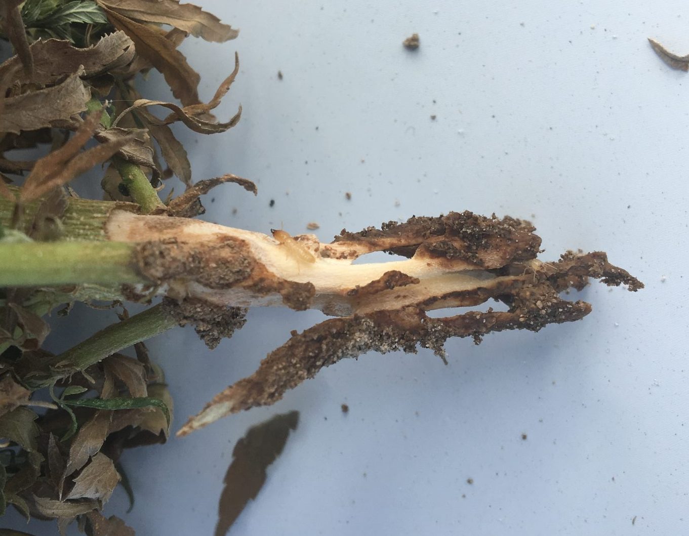Insect and Mite Pests of Outdoor Hemp in Alabama - Alabama Cooperative ...