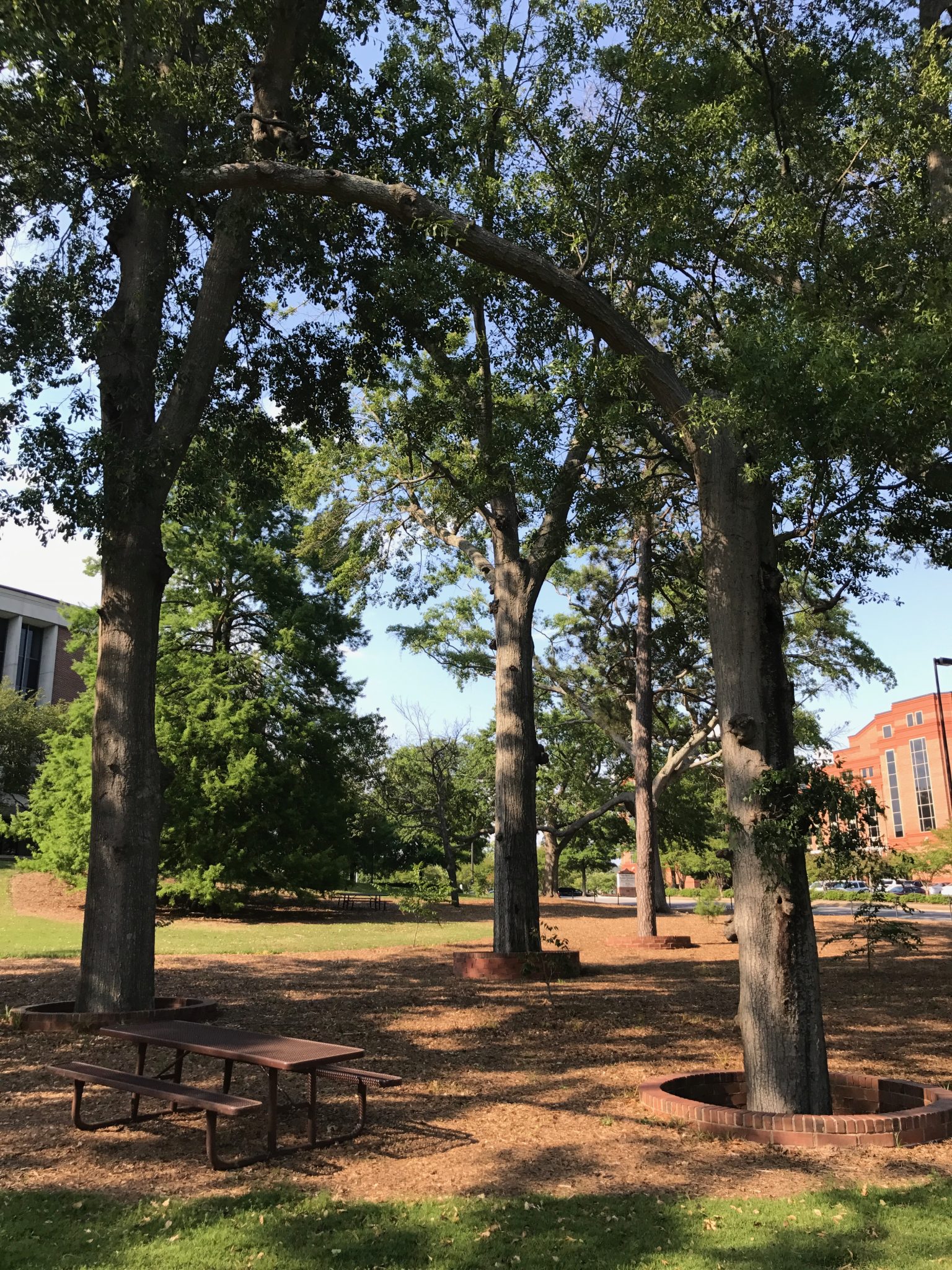 Restoring Storm-Ravaged Trees: Step-by-Step Guide to Examining Your ...