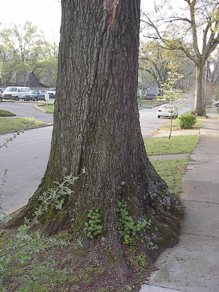 Restoring Storm-Ravaged Trees: Step-by-Step Guide to Examining Your ...