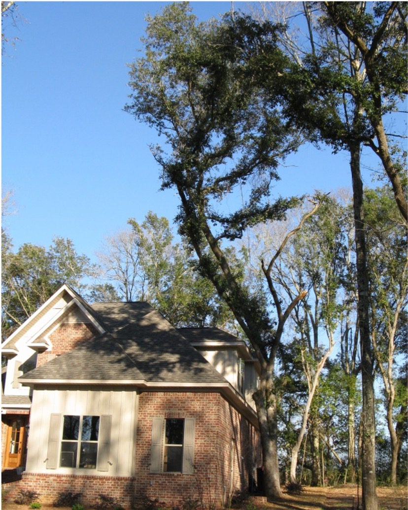 Restoring Storm-Ravaged Trees: Step-by-Step Guide to Examining Your ...