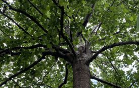 A Key to Common Native Trees of Alabama - Alabama Cooperative Extension ...