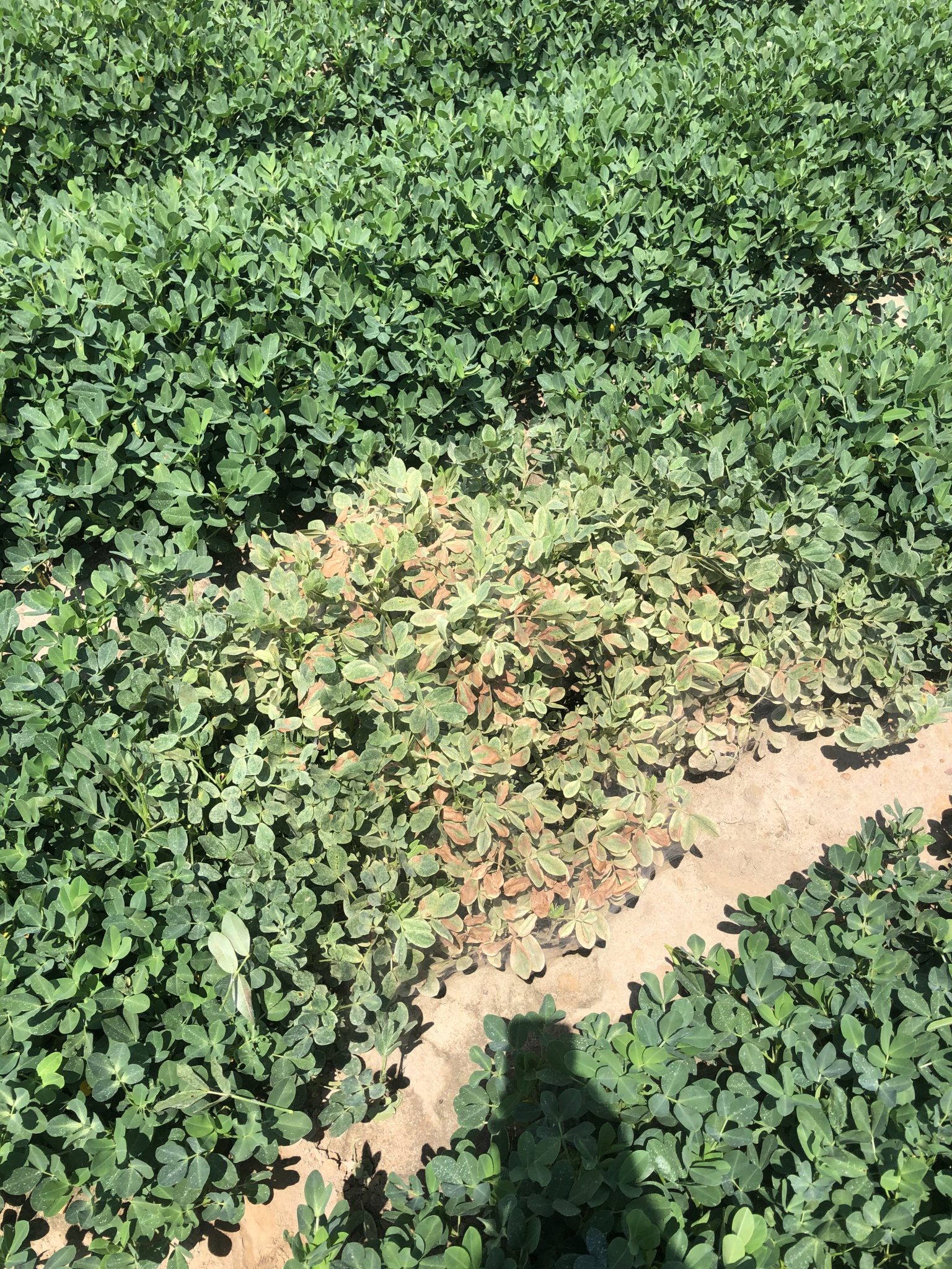 Peanut Insect Pest Management in 2022 - Alabama Cooperative Extension ...