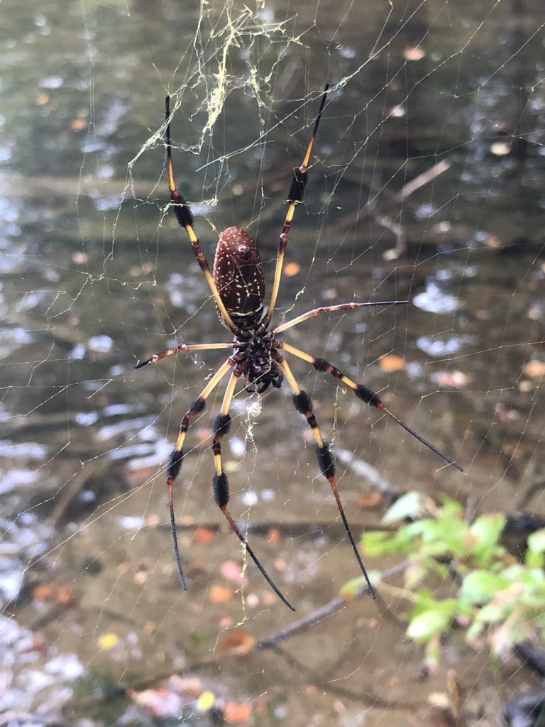 Joro Spiders: What You Need to Know - Alabama Cooperative Extension System