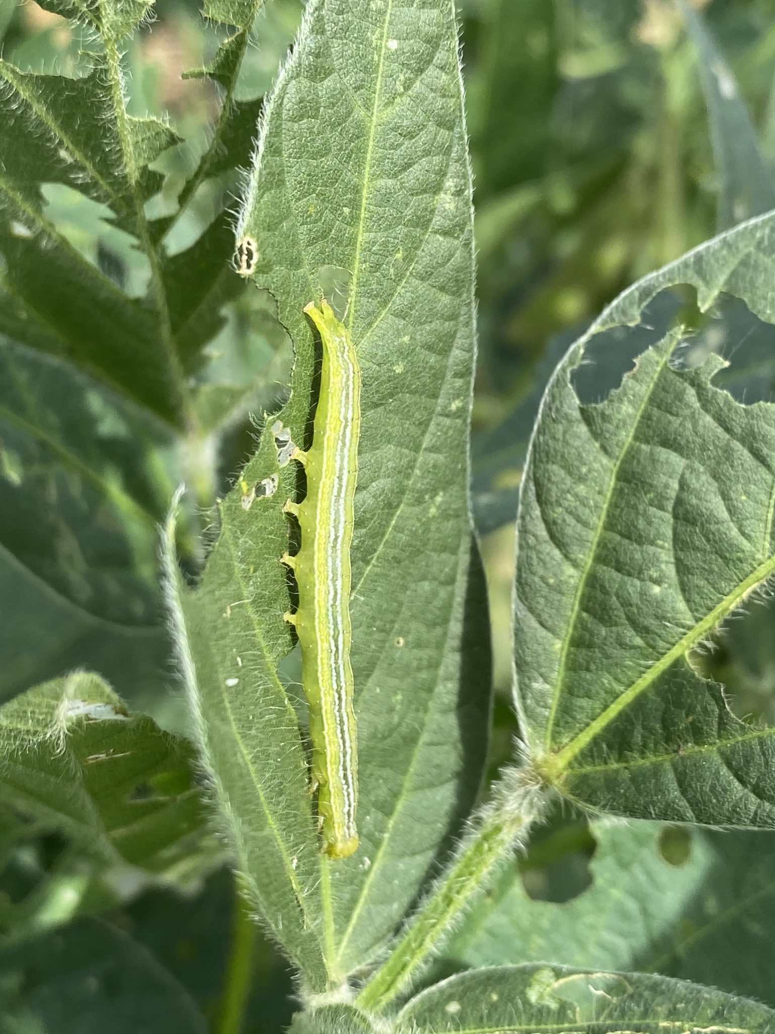 Peanut Insect Pest Management in 2022 - Alabama Cooperative Extension ...