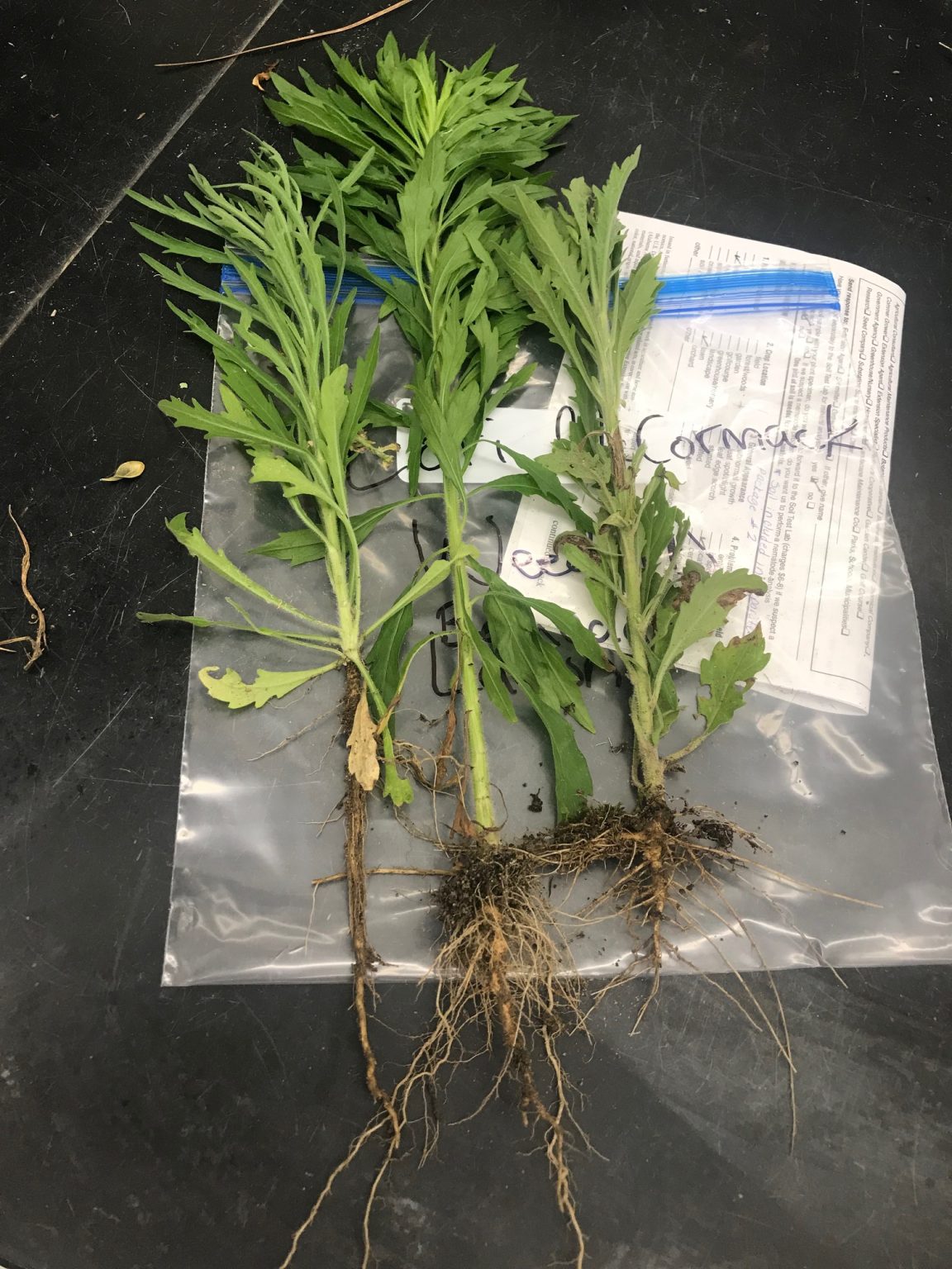 Plant Diagnostic Lab Services - Alabama Cooperative Extension System