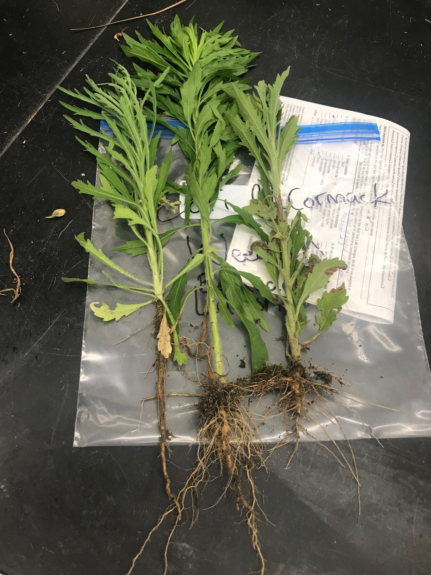 Plant Diagnostic Lab Services - Alabama Cooperative Extension System