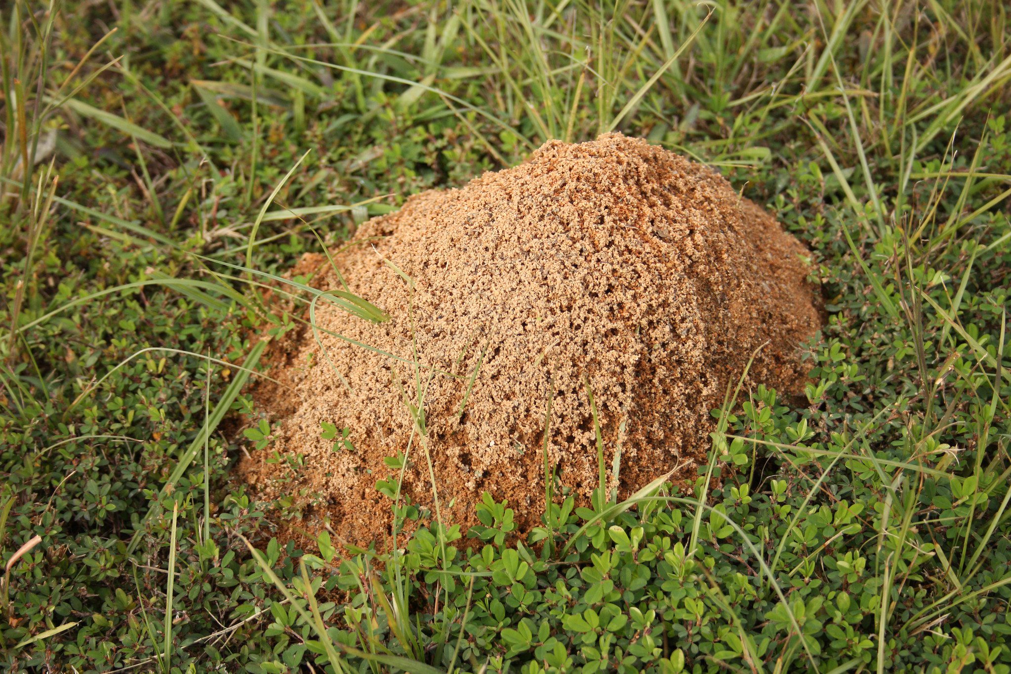 Fire Ants Nest