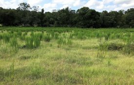 Rezilon: A Preemergence Herbicide for Warm Season Forages - Alabama ...