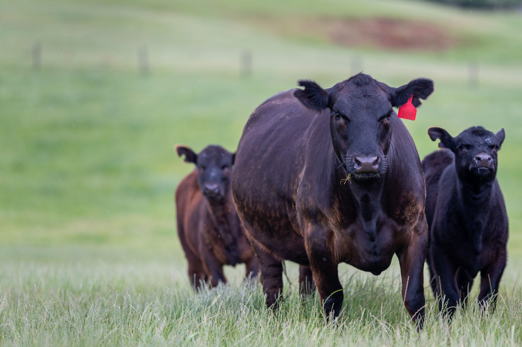 Importance of Mineral Supplementation & Mineral Tags - Alabama ...