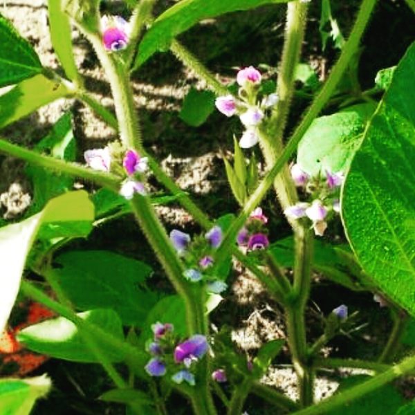 How a Soybean Plant Develops - Alabama Cooperative Extension System