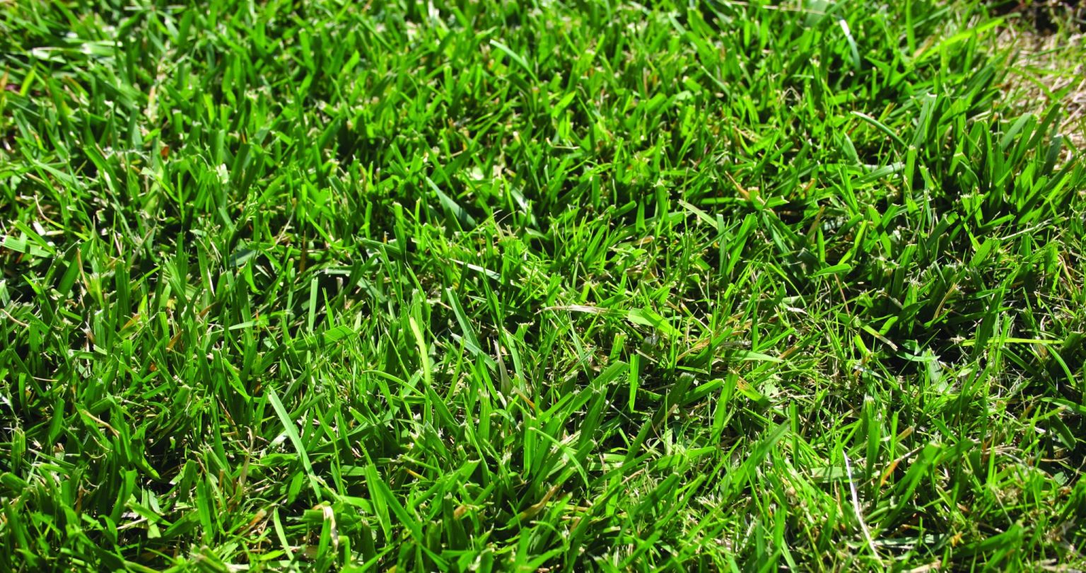 Tall Fescue Lawns - Alabama Cooperative Extension System