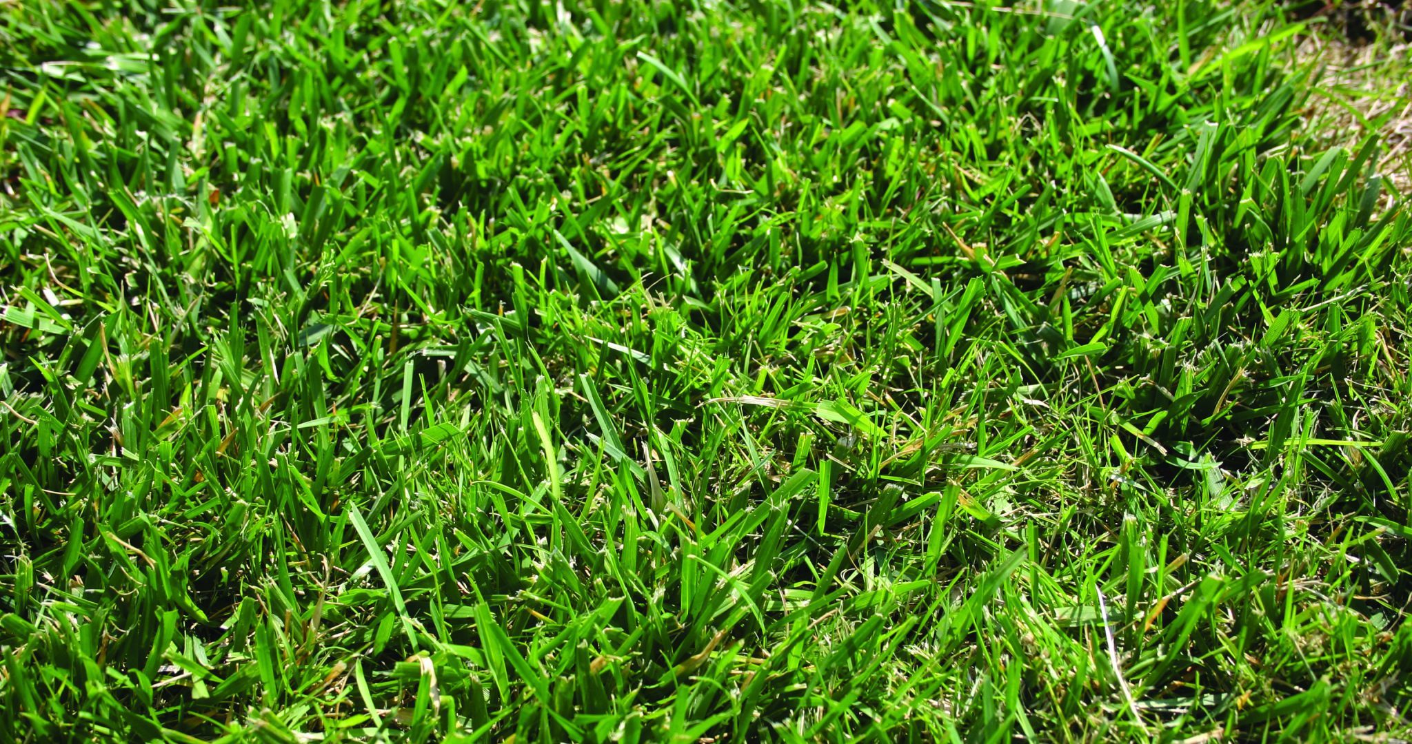 Tall Fescue Lawns - Alabama Cooperative Extension System