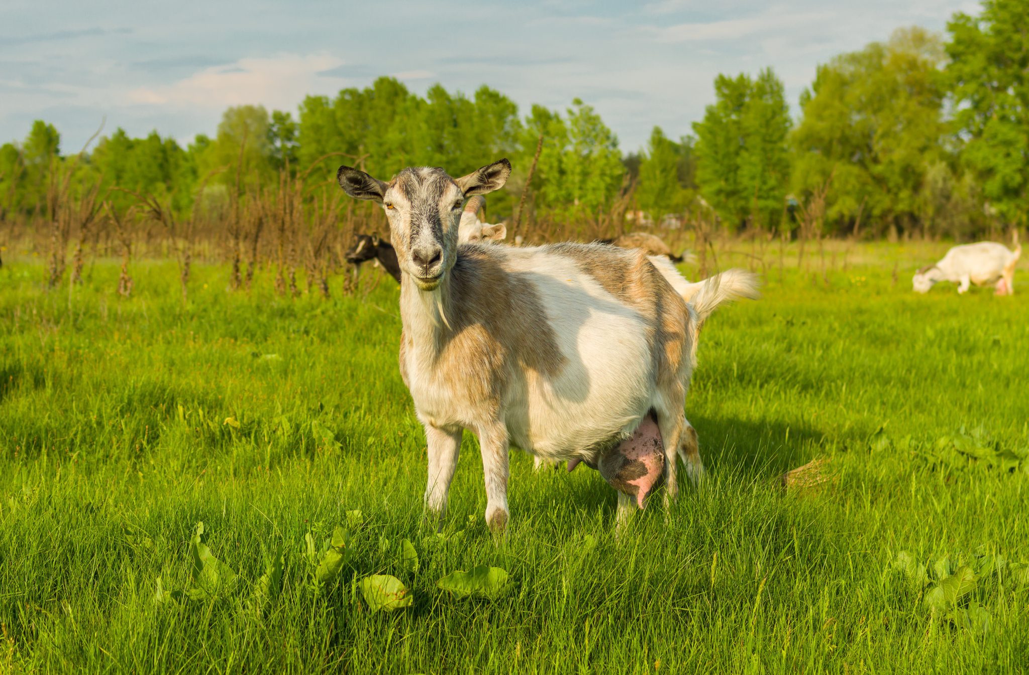 Criteria to Select Goat Breeding Stock - Alabama Cooperative Extension ...
