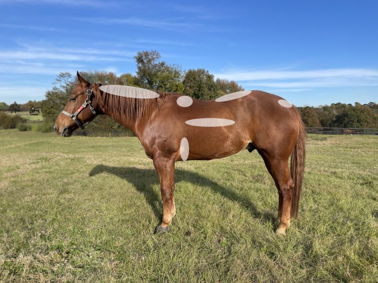 Body Condition Scoring as Equine Management Tool - Alabama Cooperative ...