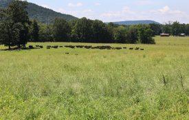 Alabama Planting Guide for Forage Grasses - Alabama Cooperative ...
