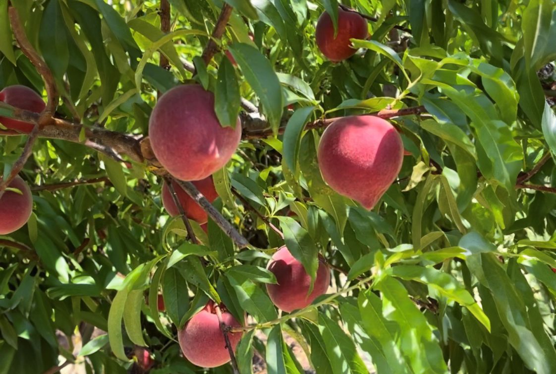 ‘CaroRes Wonder’: New Early Ripening, Bacterial-Spot-Tolerant Peach ...