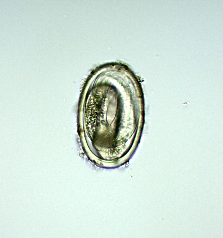 How to Collect Chicken Droppings for a Parasite Exam - Alabama ...