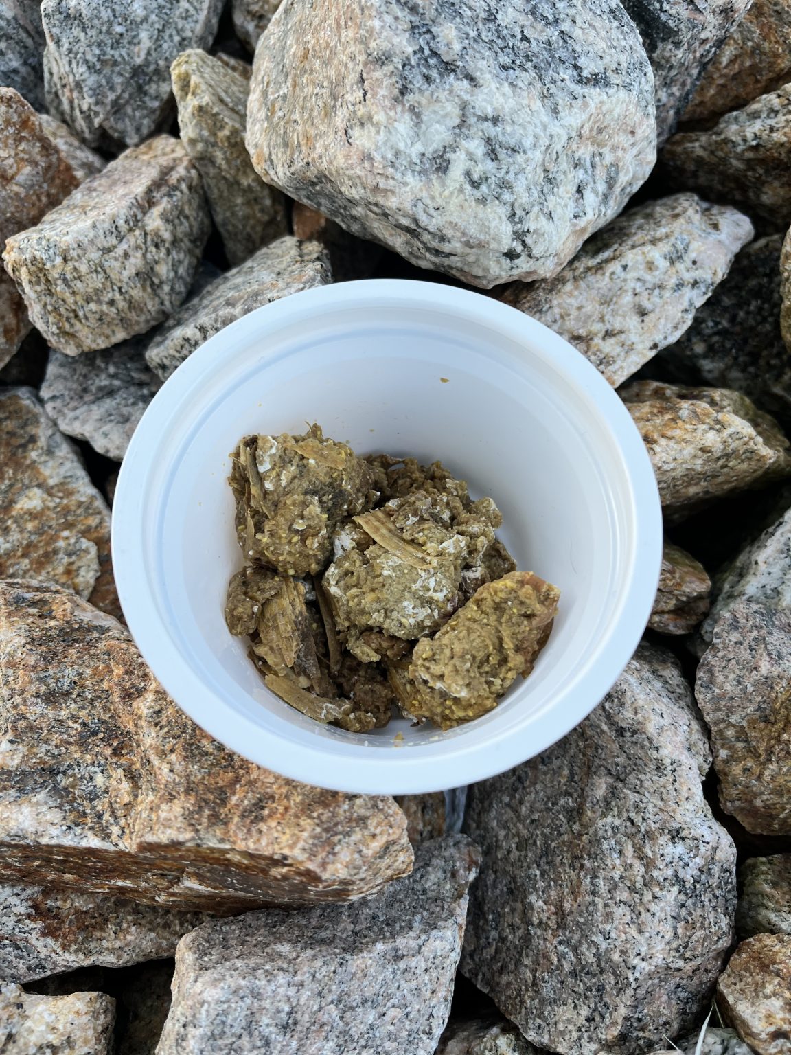 How to Collect Chicken Droppings for a Parasite Exam - Alabama ...