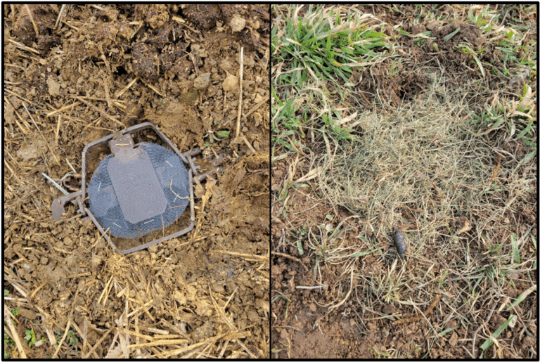 Identification & Management of Foxes in Alabama - Alabama Cooperative ...