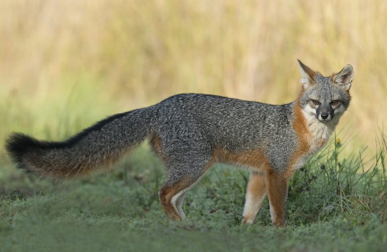 Identification & Management of Foxes in Alabama - Alabama Cooperative ...