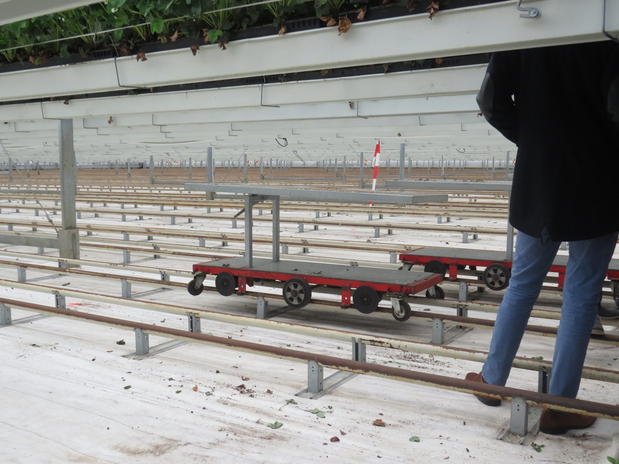 Controlling the Greenhouse Environment for Vegetable Crops - Alabama ...