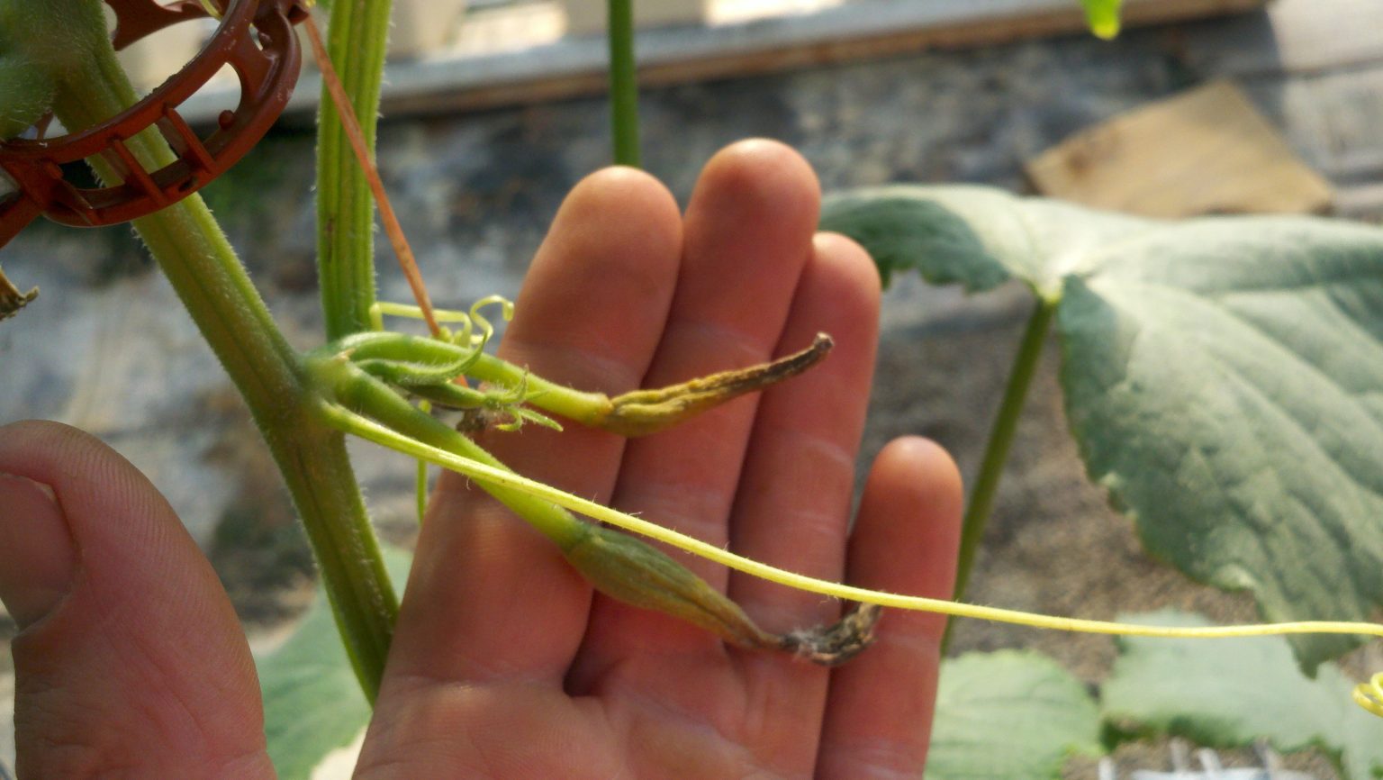 Greenhouse Cucumber Production - Alabama Cooperative Extension System