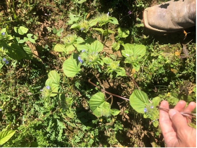 Growing Organic Vegetables in Alabama: Know Your Weeds - Alabama ...