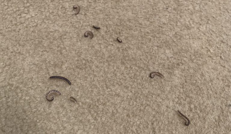 Controlling Millipedes - Alabama Cooperative Extension System