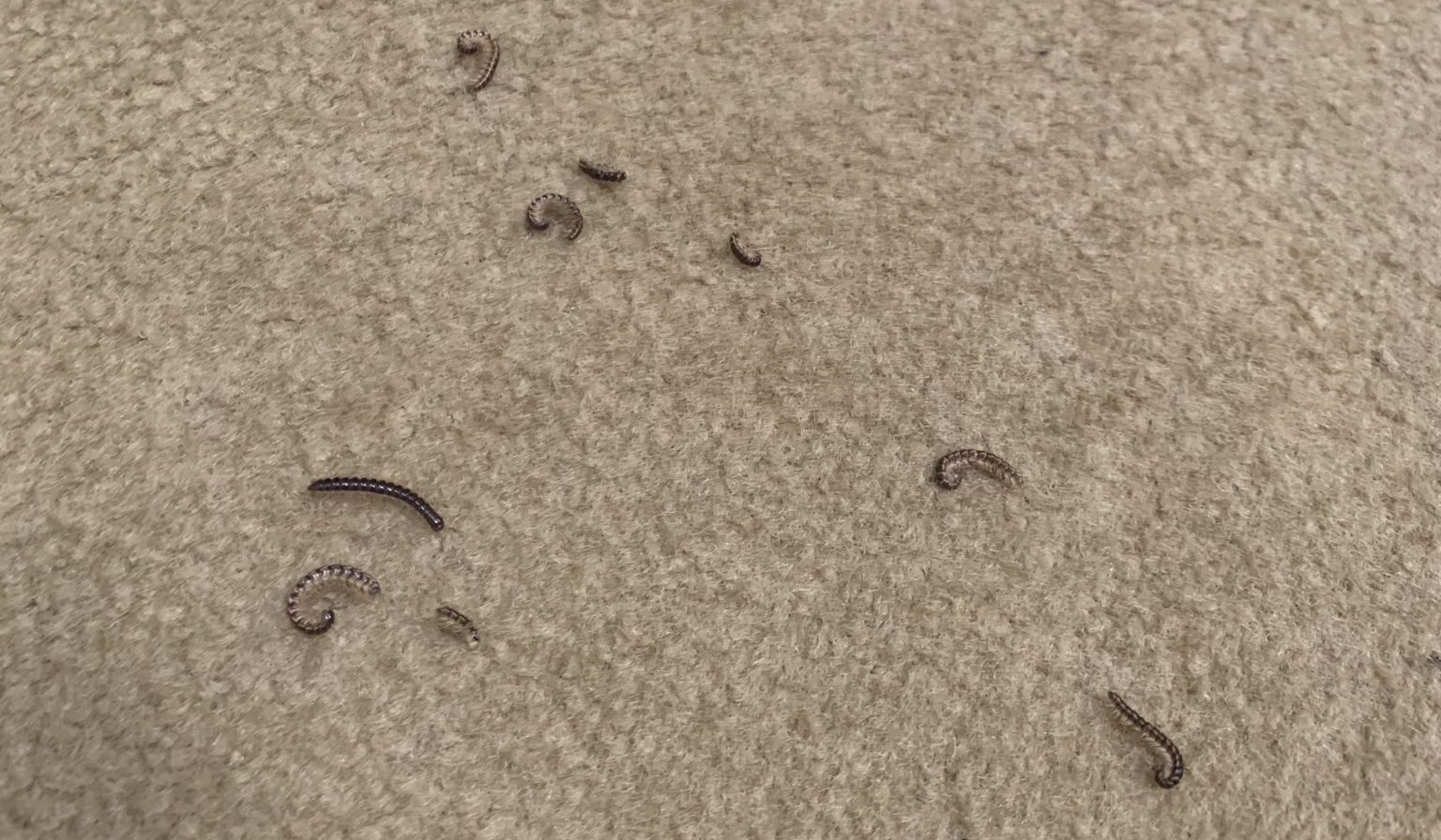 Controlling Millipedes - Alabama Cooperative Extension System