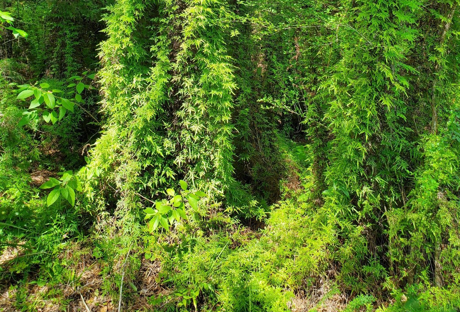 Japanese Climbing Fern Identification & Control - Alabama Cooperative ...