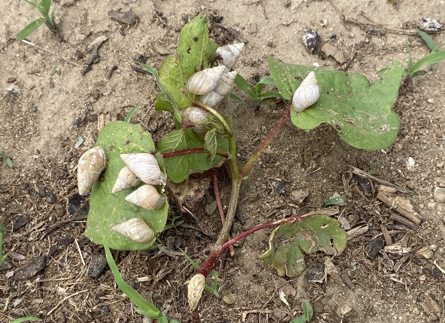 Sporadic Pests of Seedling Cotton in Alabama - Alabama Cooperative ...