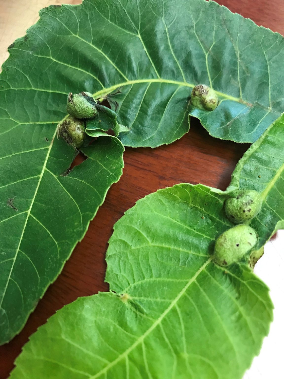 Factors That Affect Pecan Tree Production - Alabama Cooperative ...