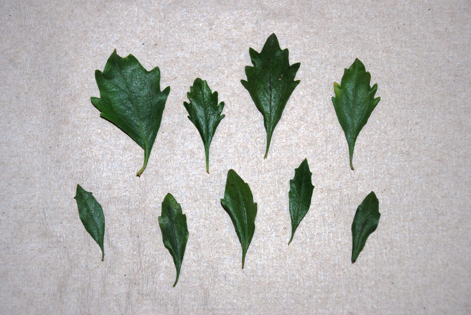 Eastern Baccharis Identification & Control - Alabama Cooperative ...
