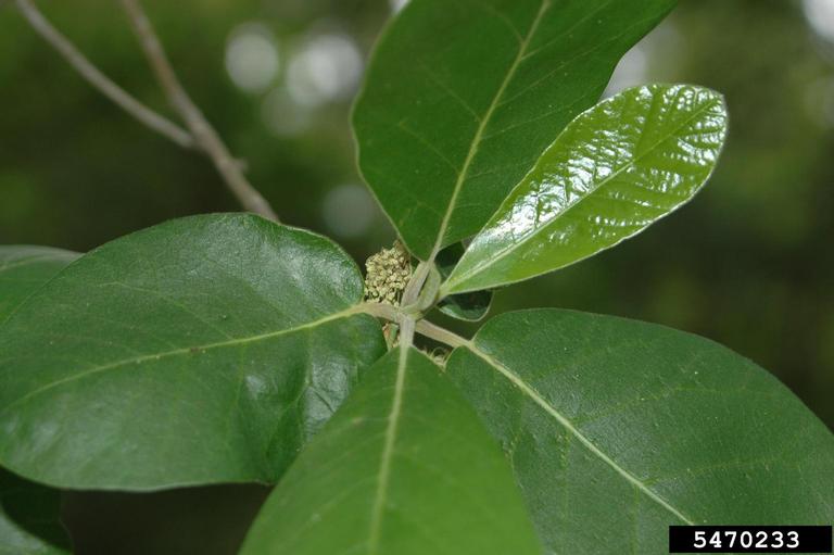 Native Fruits: Tupelo - Alabama Cooperative Extension System