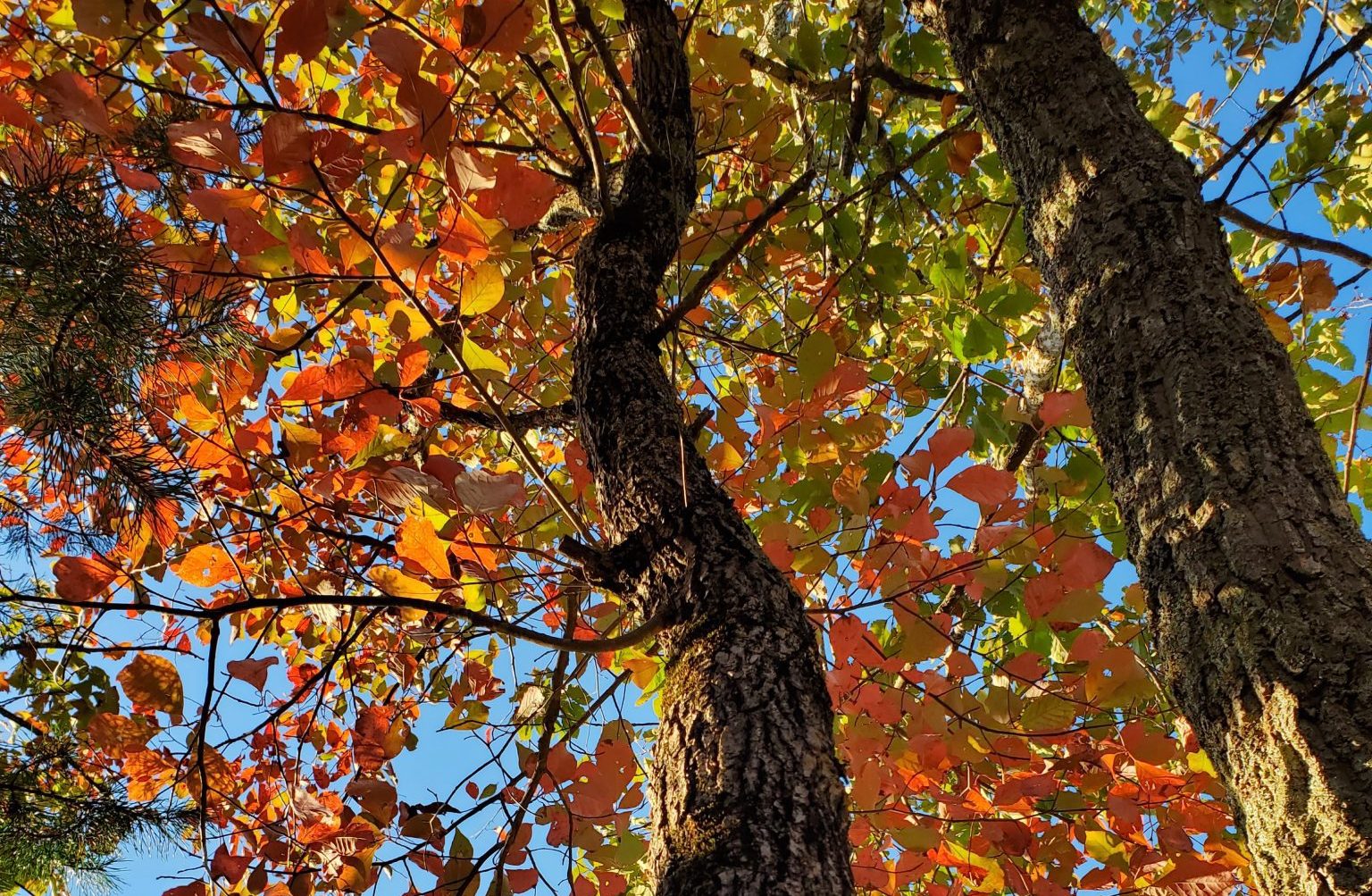 Native Fruits: Tupelo - Alabama Cooperative Extension System