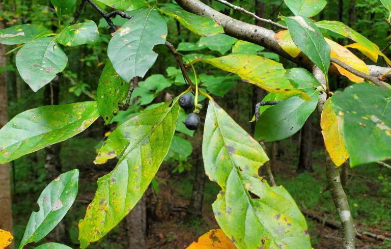 Native Fruits: Tupelo - Alabama Cooperative Extension System