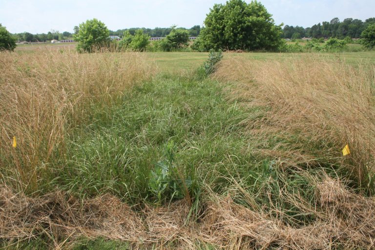 Herbicide Options for Tall Fescue Seedhead Suppression - Alabama ...