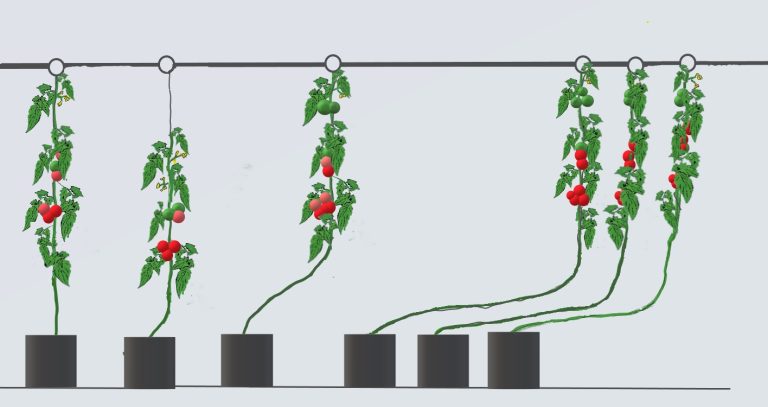 Greenhouse Tomato Production - Alabama Cooperative Extension System
