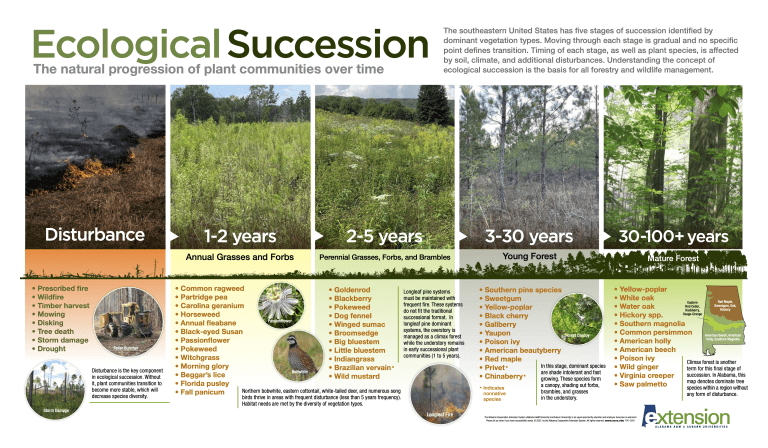 Ecological Succession: The Natural Progression of Plant Communities ...