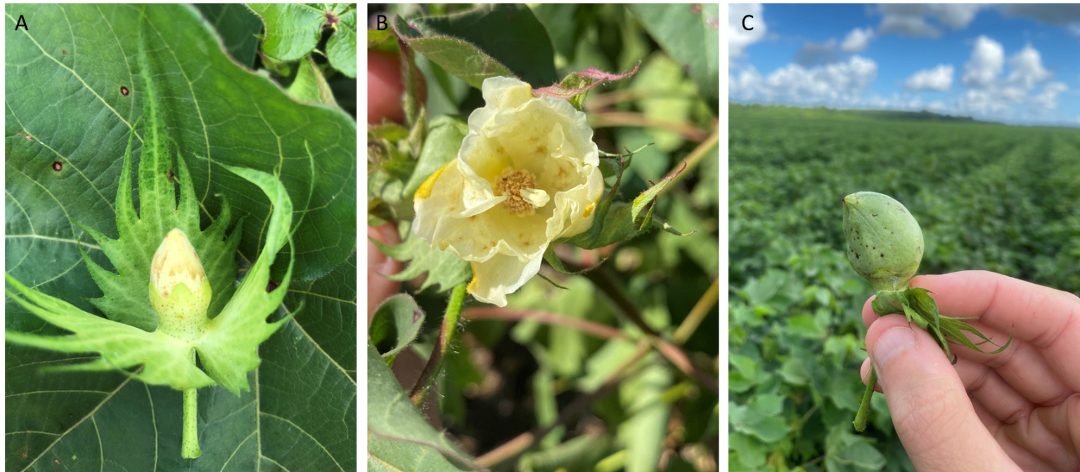 Maximizing Insect Control in ThryvOn Cotton in the Southeast - Alabama ...