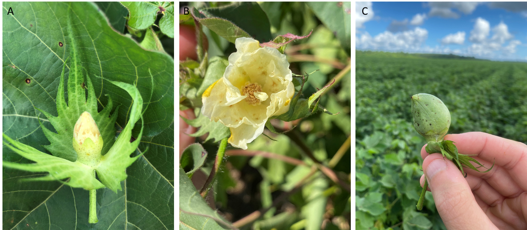 Maximizing Insect Control in ThryvOn Cotton in the Southeast - Alabama ...