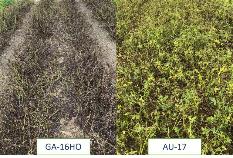 Foliar Diseases of Peanuts - Alabama Cooperative Extension System