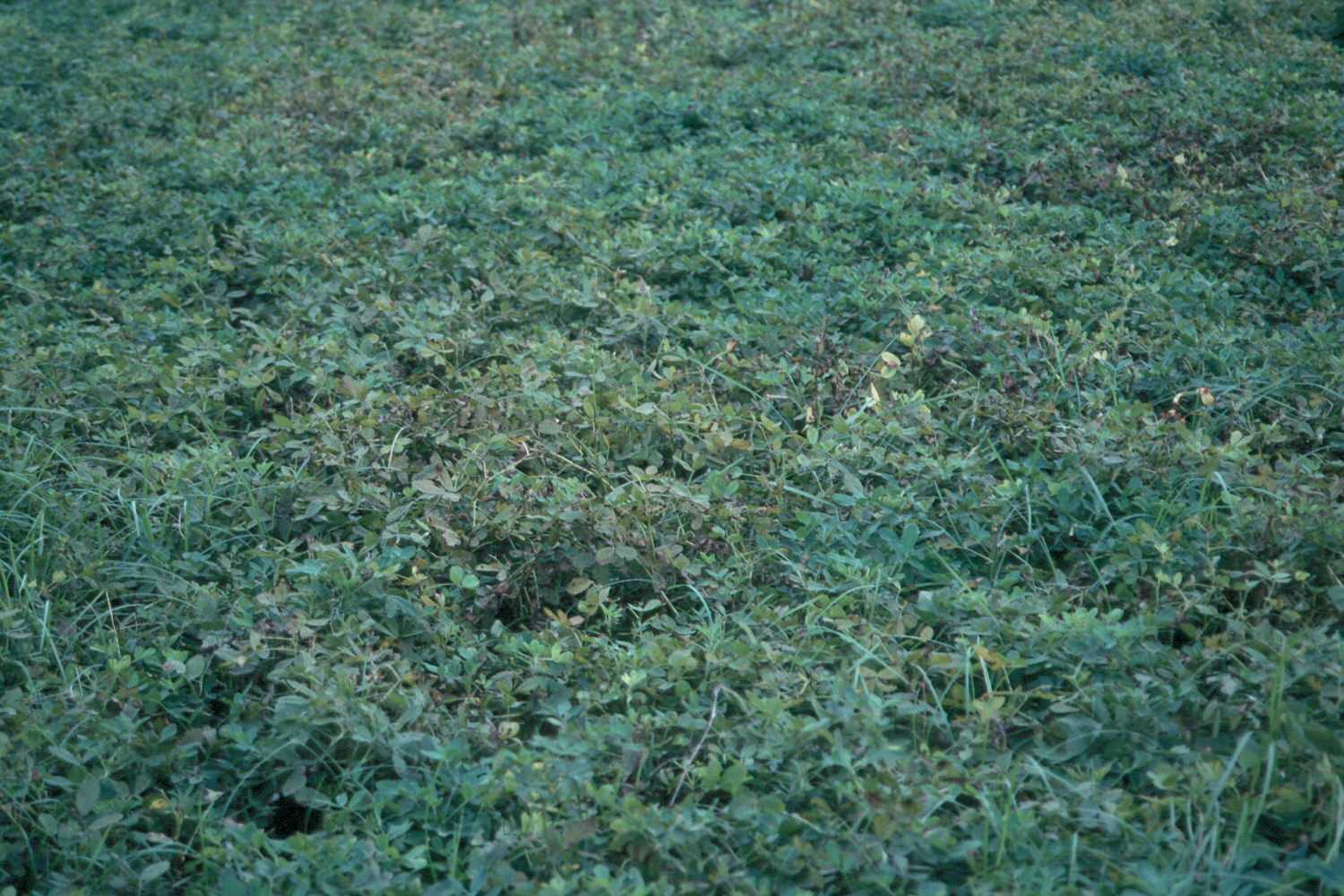 Foliar Diseases of Peanuts - Alabama Cooperative Extension System